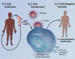 KYMRIAH, AN ANTI-CD19 CAR-T THERAPY - Geistek Pharma